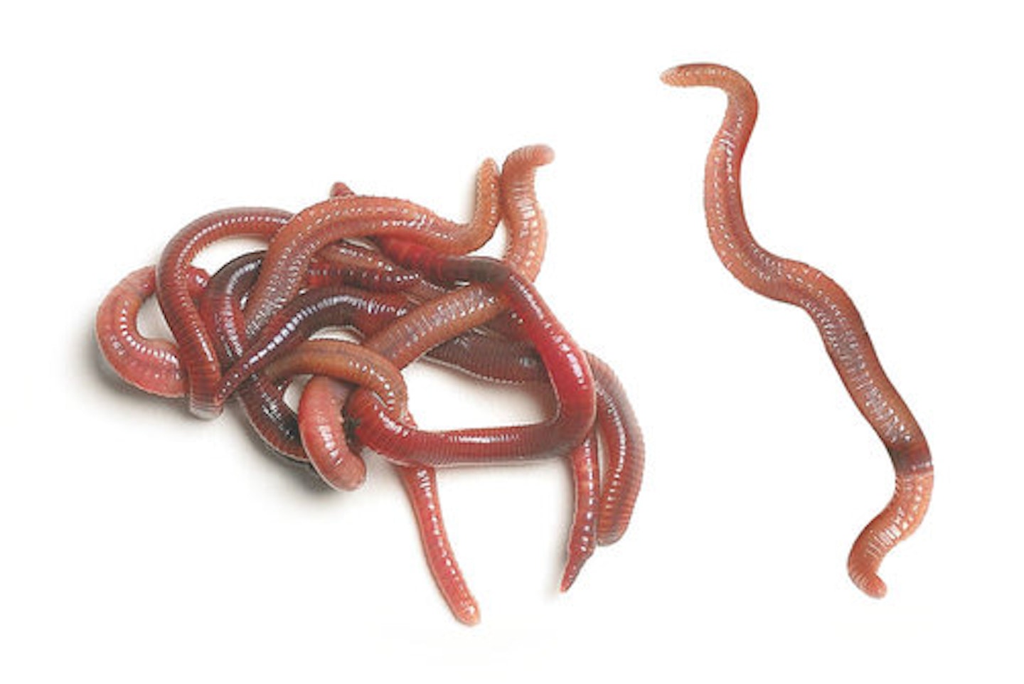 PERCH FISHING RIG | HOW TO TIE A PERCH FLOAT RIG | Angling Times